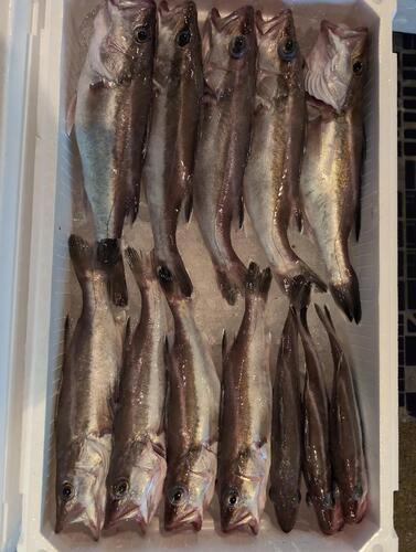 アラ12入約3kg(釣) | UUUO(ウーオ)