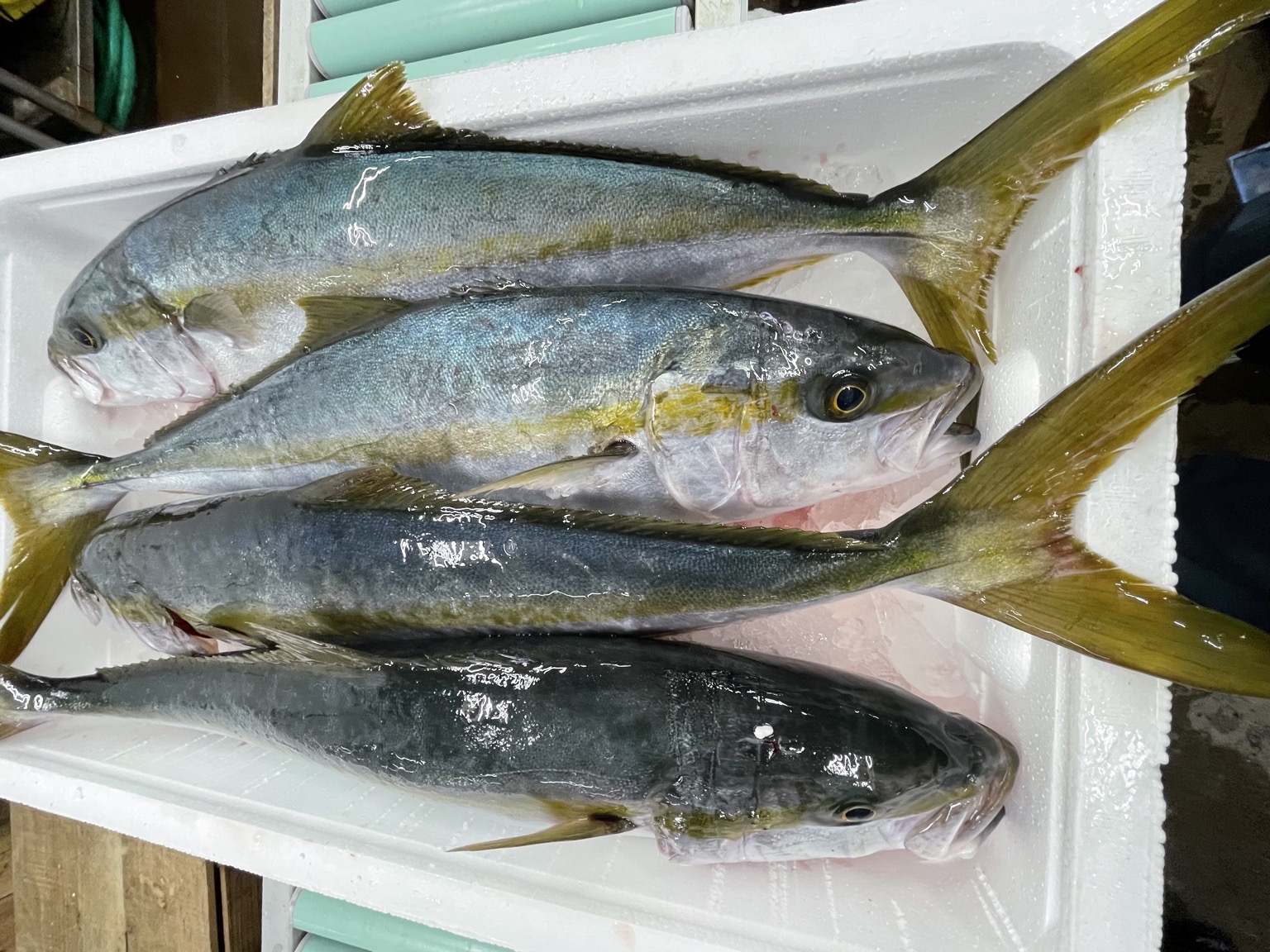 ヒラマサ2k前後4入約8kg(刺網)【業務用の鮮魚仕入れならウーオ】