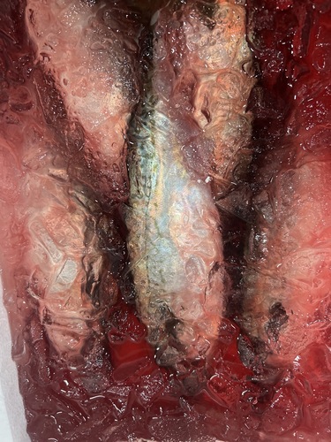 マサバ5入約3.4kg【業務用の鮮魚仕入れならウーオ】