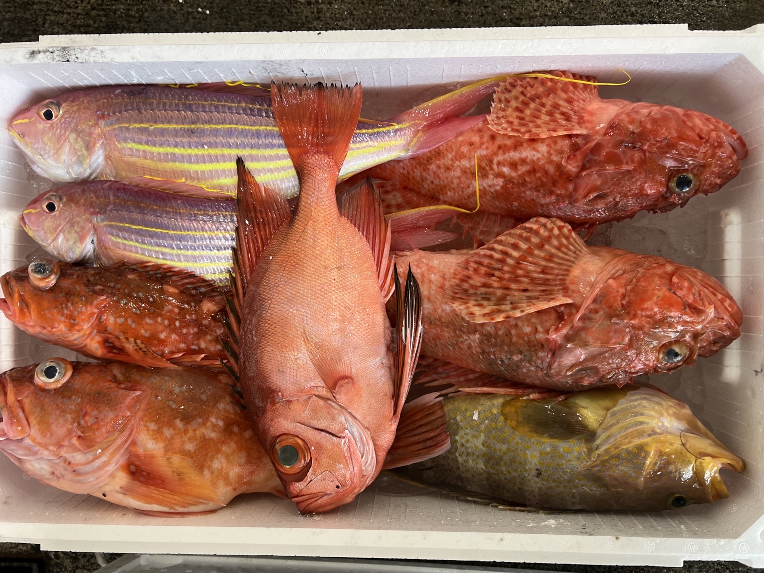 鮮魚BOX約4.6kg(釣)【業務用の鮮魚仕入れならウーオ】