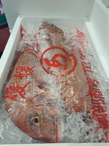 活〆マダイ5k台4入約5kg(小網)【業務用の鮮魚仕入れならウーオ】