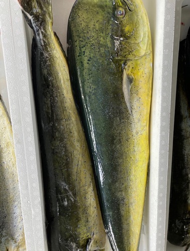 シイラ約12k1入約12kg(定置) | UUUO(ウーオ)