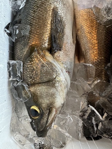 神経〆スズキ4入約5.4kg(釣) | UUUO(ウーオ)