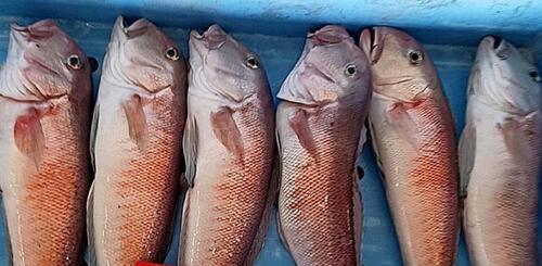 シロアマダイ3入約1.6kg【業務用の鮮魚仕入れならウーオ】