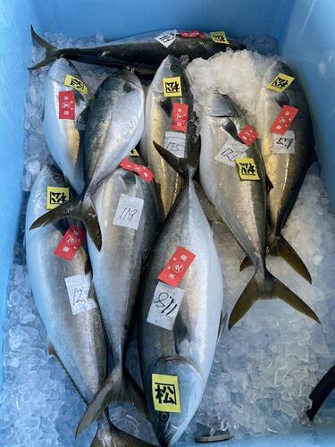 ブリ10〜11k1入約10kg(定置)【業務用の鮮魚仕入れならウーオ】