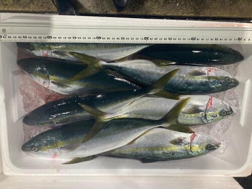 ツバス4.5k前後6入約4.5kg(定置)【業務用の鮮魚仕入れならウーオ】