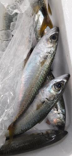 マサバ100g前後約7kg(定置)【業務用の鮮魚仕入れならウーオ】