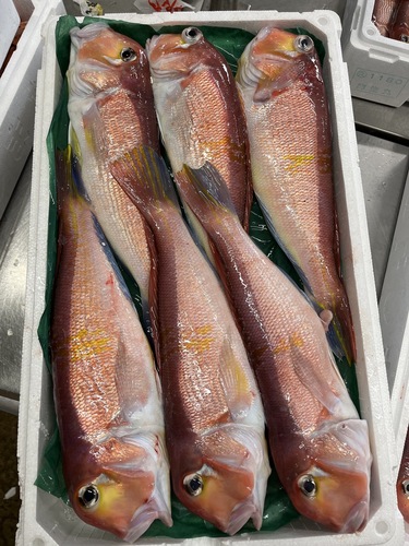 アマダイ6入約4.3kg(釣) | UUUO(ウーオ)
