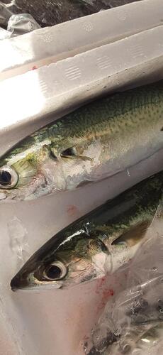 活〆マサバ4入約1.4kg(釣) | UUUO(ウーオ)