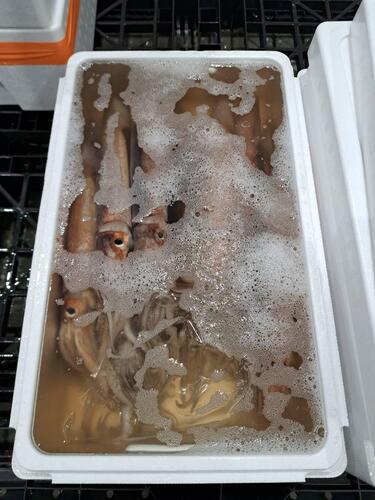 スルメイカ14/16入位 約5kg(定置)【業務用の鮮魚仕入れならウーオ】