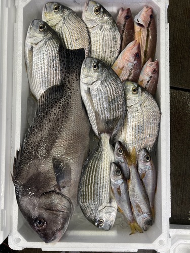 鮮魚BOX約4.6kg(定置)【業務用の鮮魚仕入れならウーオ】