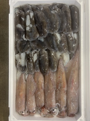鮮魚BOX約4kg(定置)【業務用の鮮魚仕入れならウーオ】