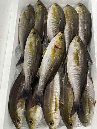 活〆イサキ12入約4kg(定置) | UUUO(ウーオ)