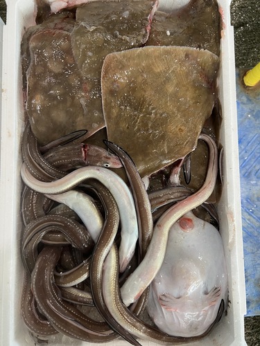 鮮魚BOX約5.7kg(底曳)【業務用の鮮魚仕入れならウーオ】