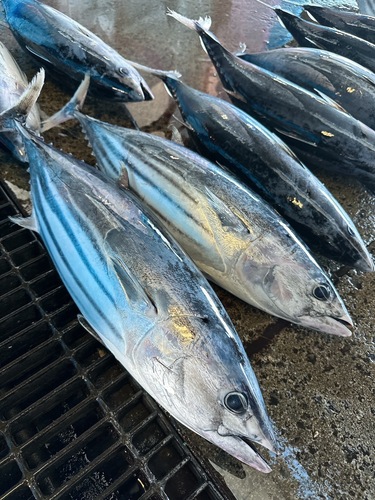 活〆カツオ1入約4kg(底曳) | UUUO(ウーオ)