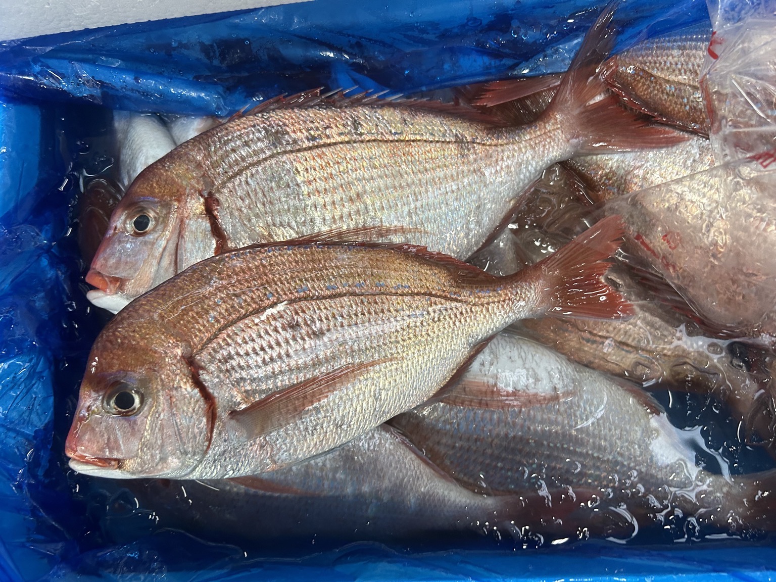 花鯛5k14-17入位約5kg(巻網)【業務用の鮮魚仕入れならウーオ】