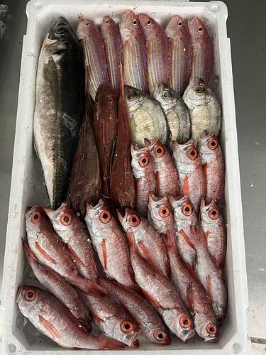 鮮魚BOX約3.7kg(底曳)【業務用の鮮魚仕入れならウーオ】