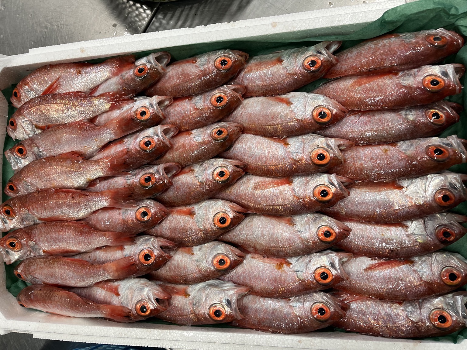 アカムツ(底曳)【業務用の鮮魚仕入れならウーオ】