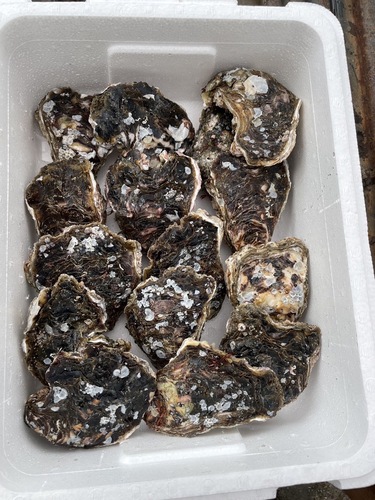 岩ガキ15/20入約5kg(沿岸)【業務用の鮮魚仕入れならウーオ】