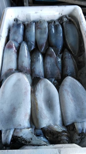 鮮魚BOX約4.8kg(定置)【業務用の鮮魚仕入れならウーオ】