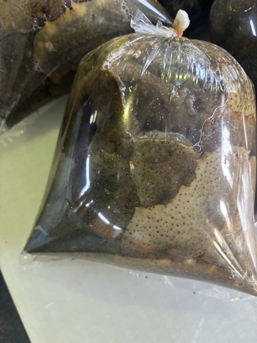 ナマコ2k入 ︎3約6kg【業務用の鮮魚仕入れならウーオ】