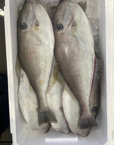 ウスバハギ4/6入4.5-5.5k約4.5kg(定置) | UUUO(ウーオ)