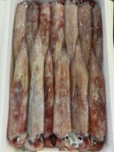 ケンサキイカ13入約4.5kg(定置) | UUUO(ウーオ)