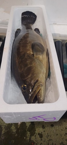 活〆クエ1入約19.4kg(沿岸)【業務用の鮮魚仕入れならウーオ】