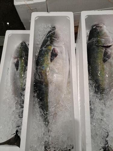 ブリ(定置) | UUUO(ウーオ)