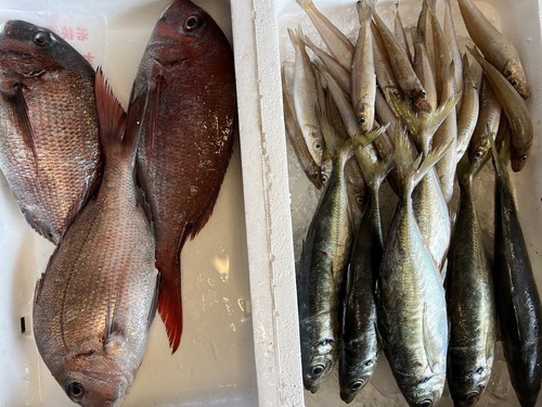 鮮魚BOX約5.2kg(刺網)【業務用の鮮魚仕入れならウーオ】