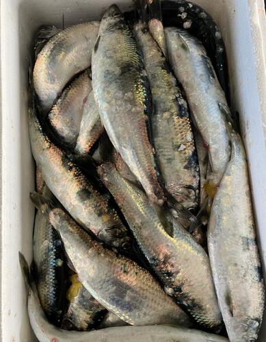 ニシンメス12入約5kg(沿岸)【業務用の鮮魚仕入れならウーオ】