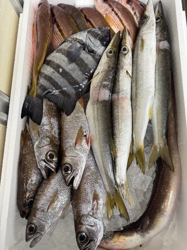 鮮魚BOX約4.8kg(定置)【業務用の鮮魚仕入れならウーオ】