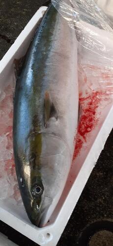 活〆ブリ1入約7.7kg(定置)【業務用の鮮魚仕入れならウーオ】