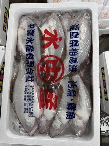 ムシガレイ10-15/3k約3kg(底曳)【業務用の鮮魚仕入れならウーオ】