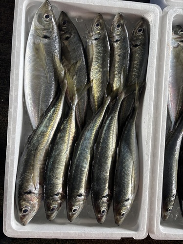 マアジ9-10入約5kg(定置)【業務用の鮮魚仕入れならウーオ】