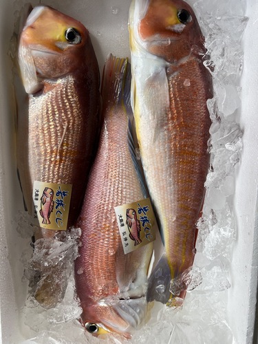 アカアマダイ3入約2.3kg(釣) | UUUO(ウーオ)