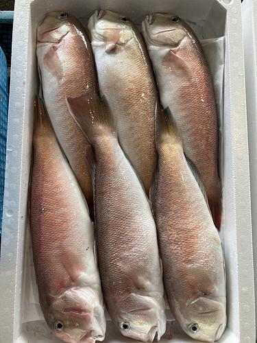 UUUO(ウーオ) | 100以上の漁港・市場から安定した仕入れが可能