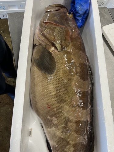 クエ1入約7.9kg(釣) | UUUO(ウーオ)