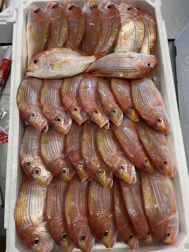 レンコダイ⑪30入約5kg(底曳) | UUUO(ウーオ)