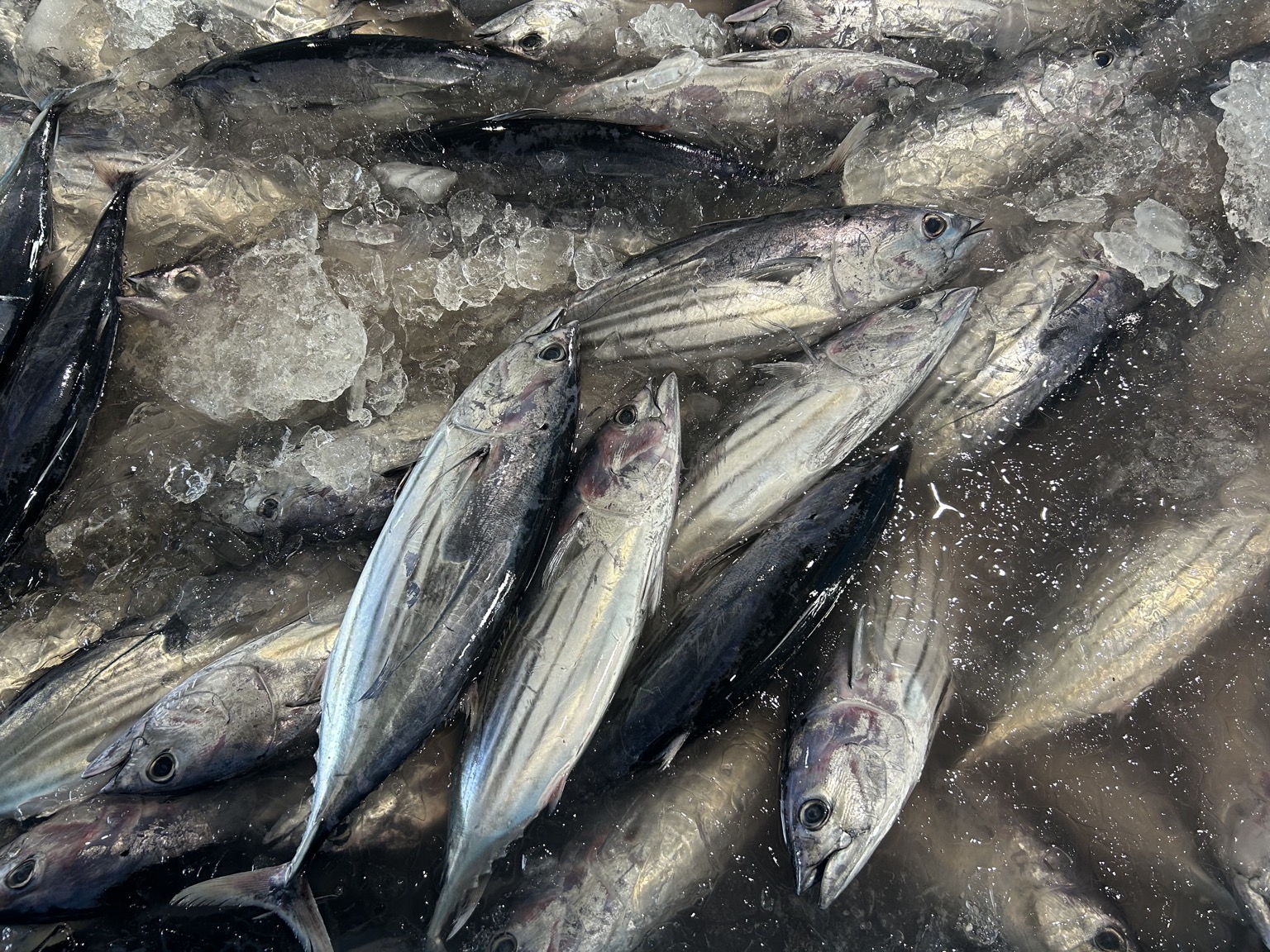 カツオ4入約8.8kg(釣)【業務用の鮮魚仕入れならウーオ】