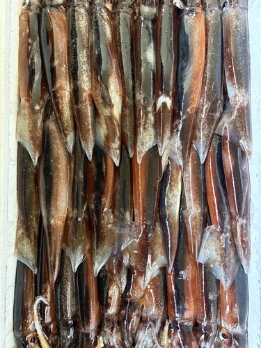 スルメイカ約4.3-4.5kg30入約4.5kg(釣)【業務用の鮮魚仕入れならウーオ】
