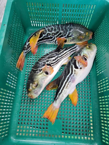 シマフグ7〜9入 バラ8入約8kg(沿岸)【業務用の鮮魚仕入れならウーオ】