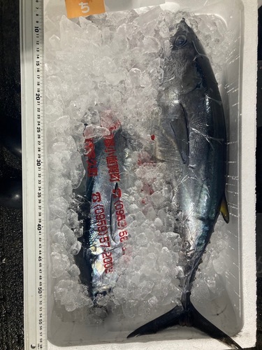 ヨコワ3入約7kg(釣)【業務用の鮮魚仕入れならウーオ】