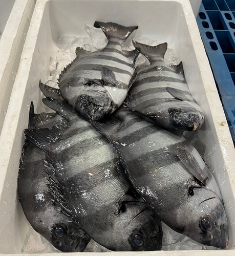 イシダイ9/12入約3kg(沿岸)【業務用の鮮魚仕入れならウーオ】