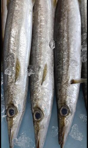 アカカマス30入約3kg(定置)【業務用の鮮魚仕入れならウーオ】