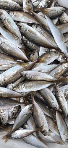 豆アジ(定置)【業務用の鮮魚仕入れならウーオ】