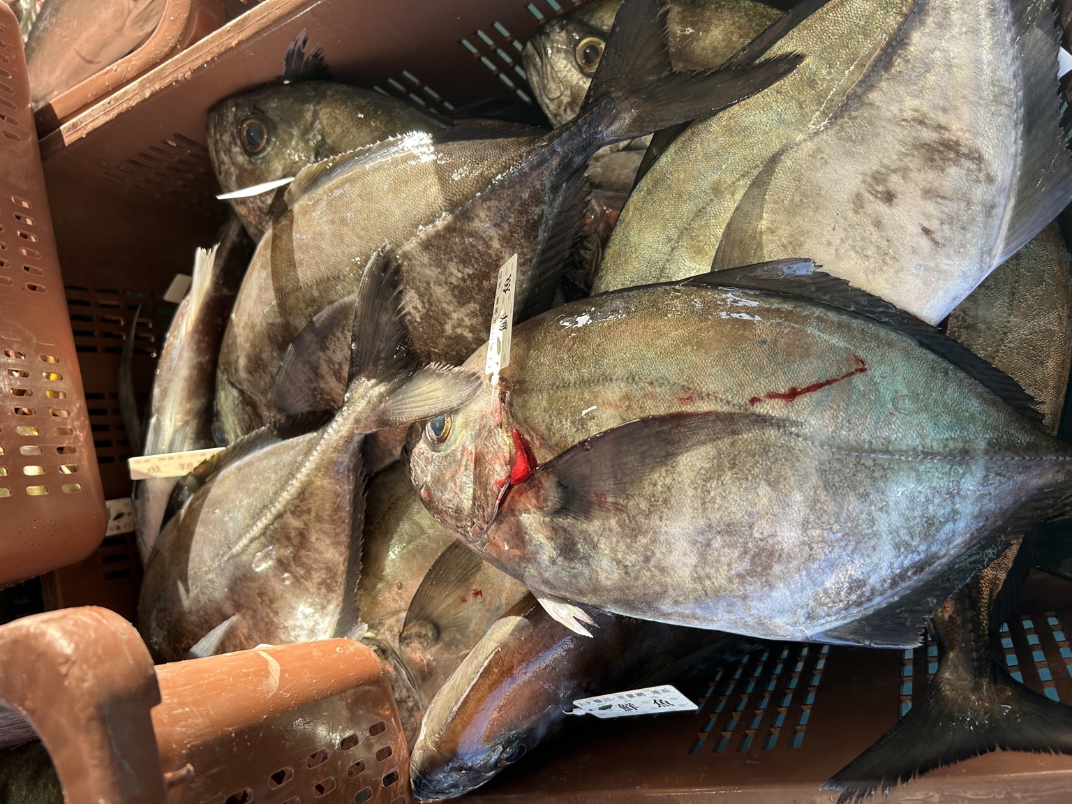 活〆オキアジ6尾5キロ位6入約5kg(定置)【業務用の鮮魚仕入れならウーオ】