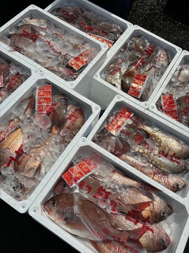 活〆マダイ500/600g 7尾入×3合21入約11.5kg(定置) | UUUO(ウーオ)