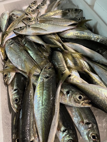 マアジ約5.3kg(定置)【業務用の鮮魚仕入れならウーオ】