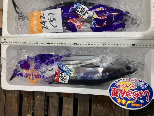 カツオ3/4k1入約3kg(釣)【業務用の鮮魚仕入れならウーオ】